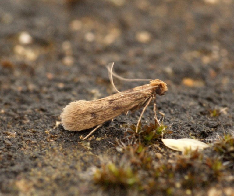 How To Prevent Bugs That Eat Clothes: Tips And Tricks