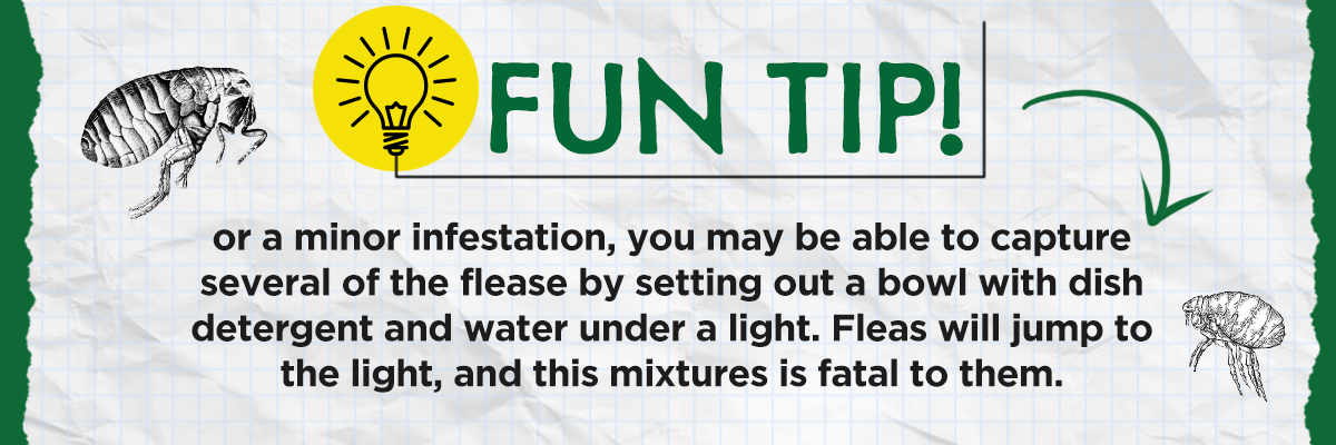 How To Effectively Treat For Fleas In Your Home