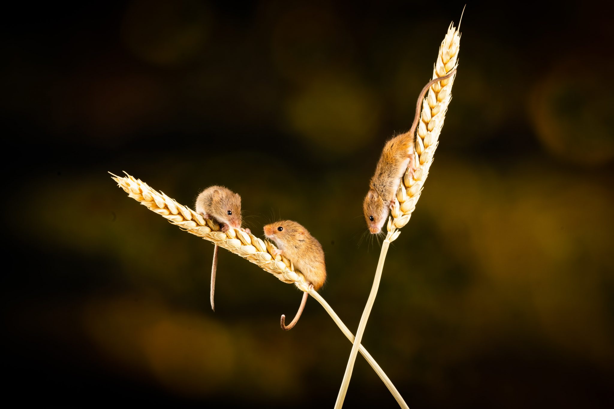 Mice Pest Control Services Mice Exterminator Mice Pest Control Services Mice Exterminator