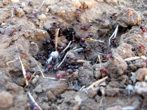 Red Imported Fire Ants Pest Control Services