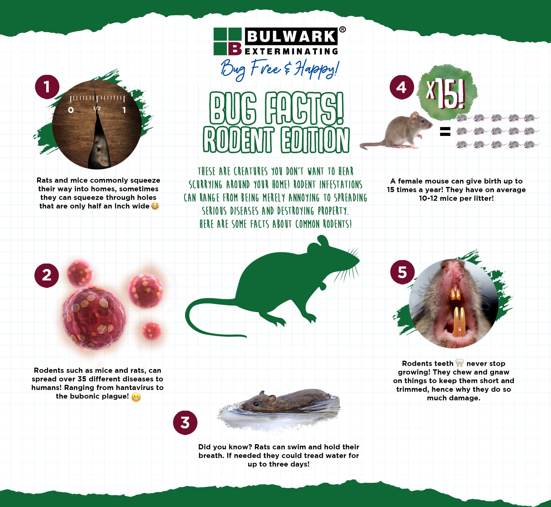 It's Rodent Season: Protect Your Home With Bulwark Pest Control