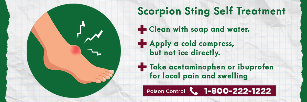 Scorpion Season Isn't Over Yet: Stay Prepared With Bulwark Pest Control