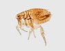 How To Effectively Treat For Fleas In Your Home