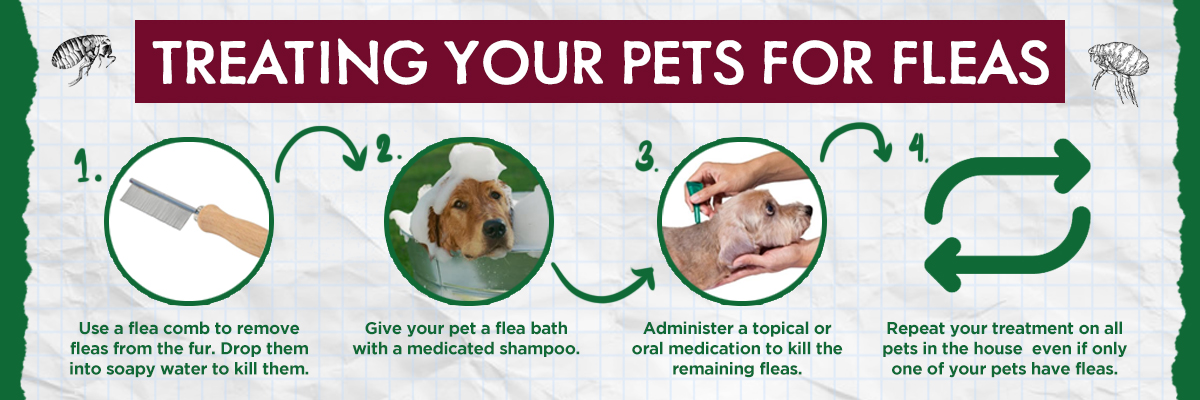 How To Effectively Treat For Fleas In Your Home