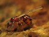 Exploring The World Of Queen Ants And Fun Facts